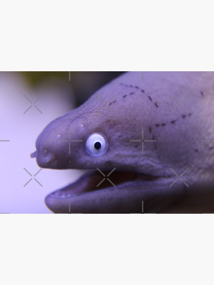 "The Scream Of a EEL" Sticker for Sale by EmmaCoops | Redbubble