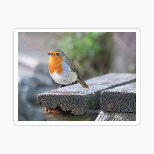 "Robin" Sticker by v1xter | Redbubble