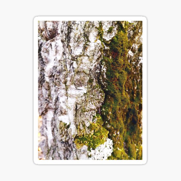 "Tree crust with moss" Sticker for Sale by OMdesigns93 | Redbubble