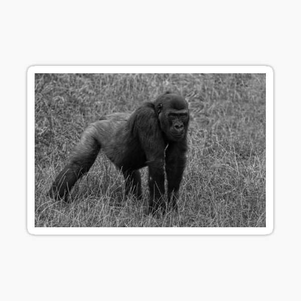 "Gorilla Lope Ready To Pounce Mono" Sticker by rawshutterbug | Redbubble
