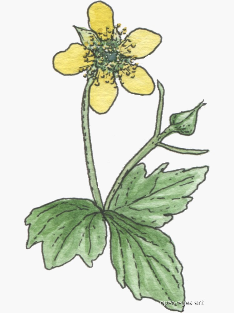 "Wood aven botanical drawing" Sticker for Sale by open-eyes-art | Redbubble