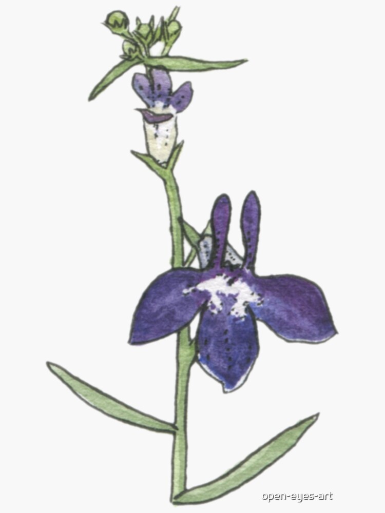 "Lobelia flower botanical drawing" Sticker for Sale by open-eyes-art ...