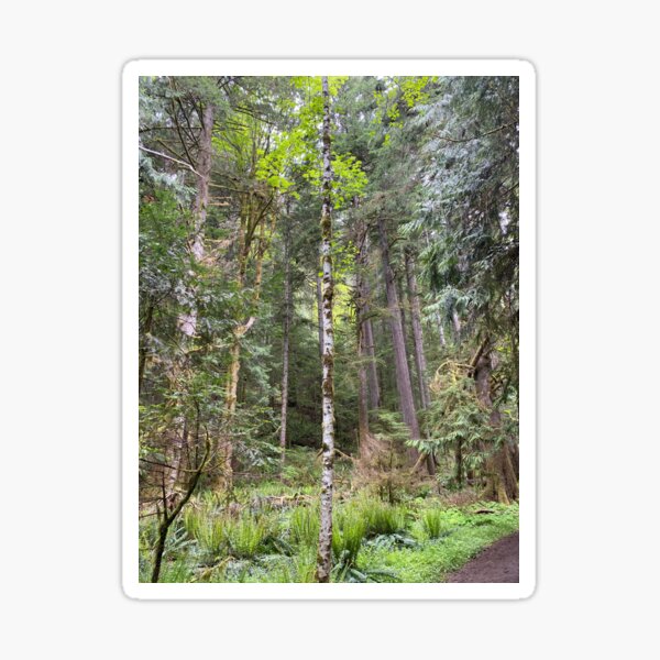 "tall trees photograph" Sticker by MountainMagik | Redbubble