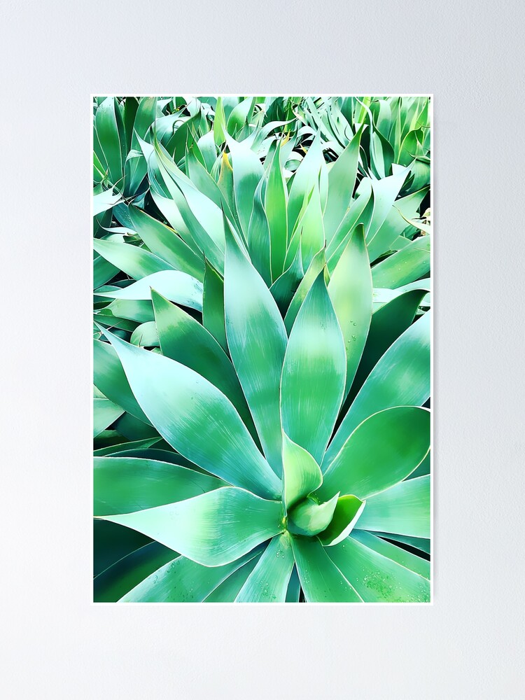 "Yucca Leaves" Poster for Sale by graphic-wallace | Redbubble