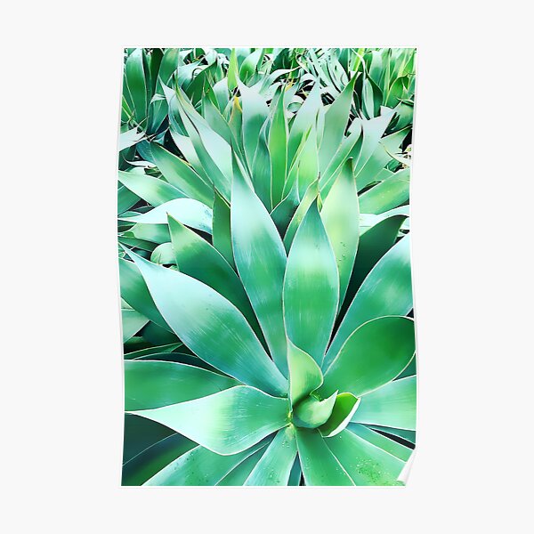 "Yucca Leaves" Poster for Sale by graphic-wallace | Redbubble