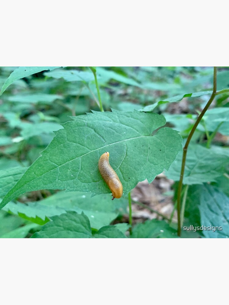 "Nature Slug" Sticker by sullysdesigns | Redbubble