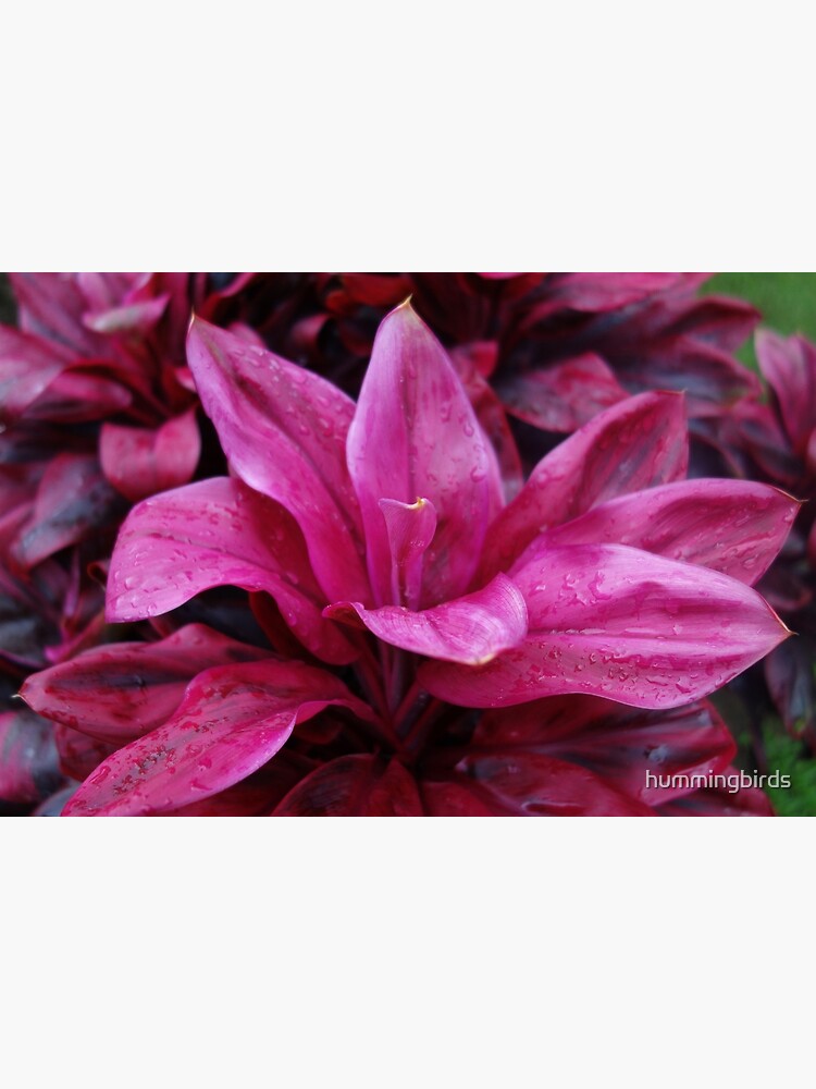 "Pink Ti Plant After the Rain" Poster for Sale by hummingbirds | Redbubble
