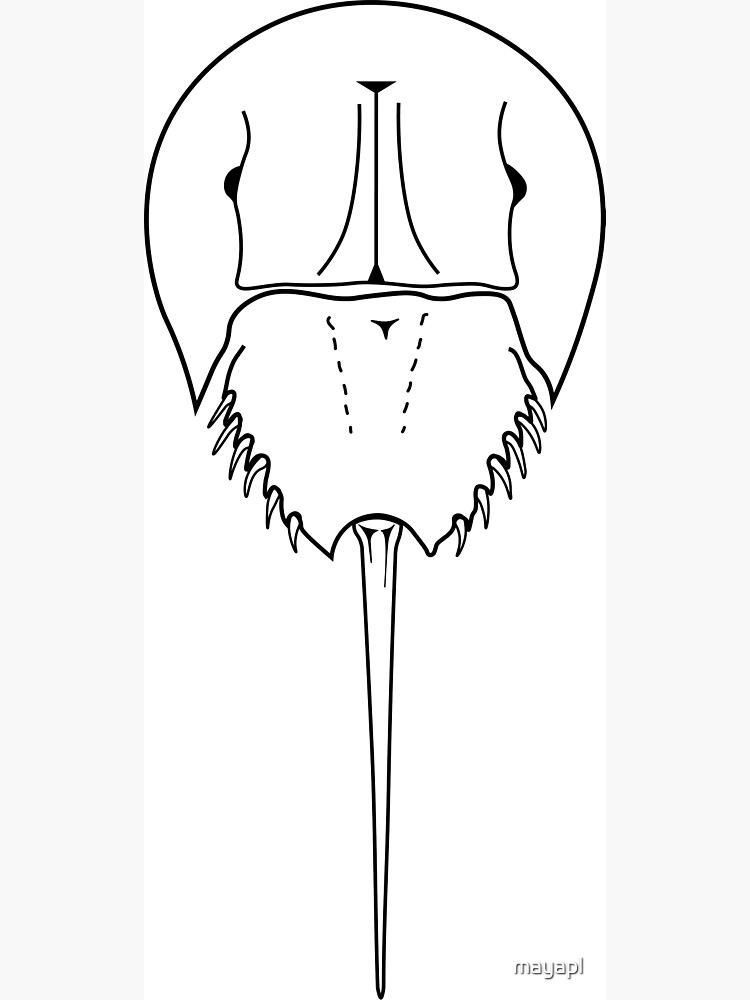 "Horseshoe crab line drawing (simple version)" Poster for Sale by ...