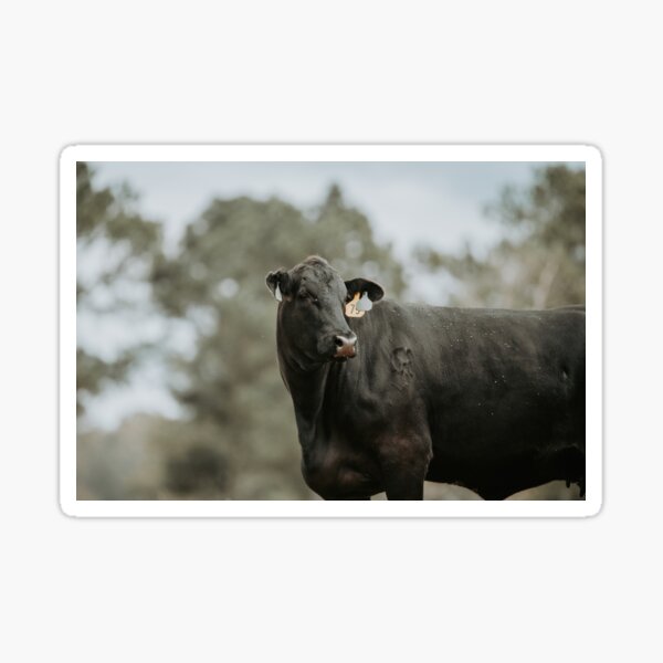 "Angus cow" Sticker by jacindasgarner | Redbubble