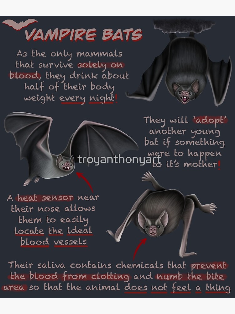 "Vampire Bats Fun Animal Facts" Poster for Sale by troyanthonyart ...