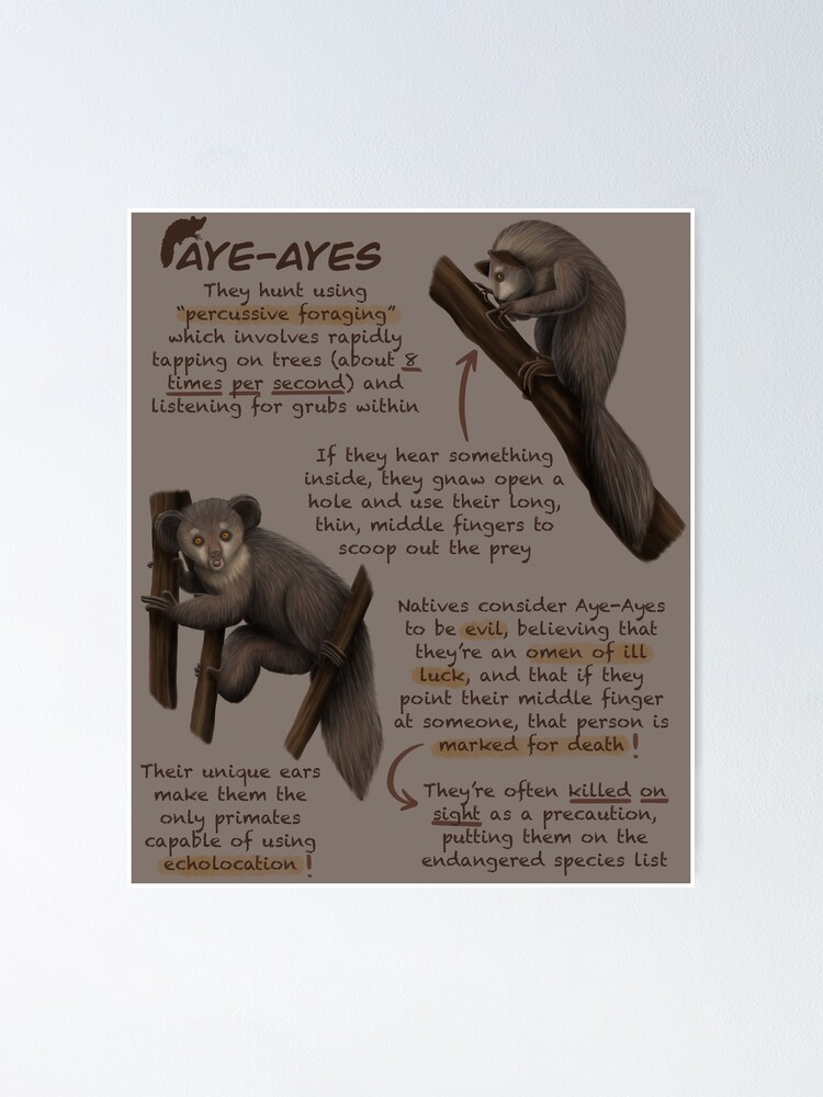 "Aye Ayes Fun Animal Facts" Poster for Sale by troyanthonyart | Redbubble