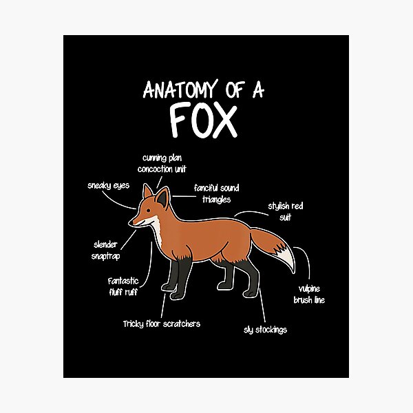 Lámina fotográfica «Anatomía de un zorro - Camiseta divertida de las ...