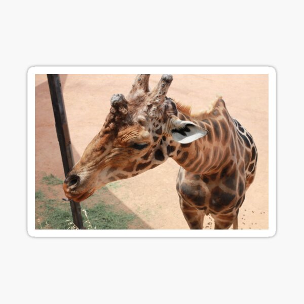 "Hummer" Sticker for Sale by EmmaCoops | Redbubble