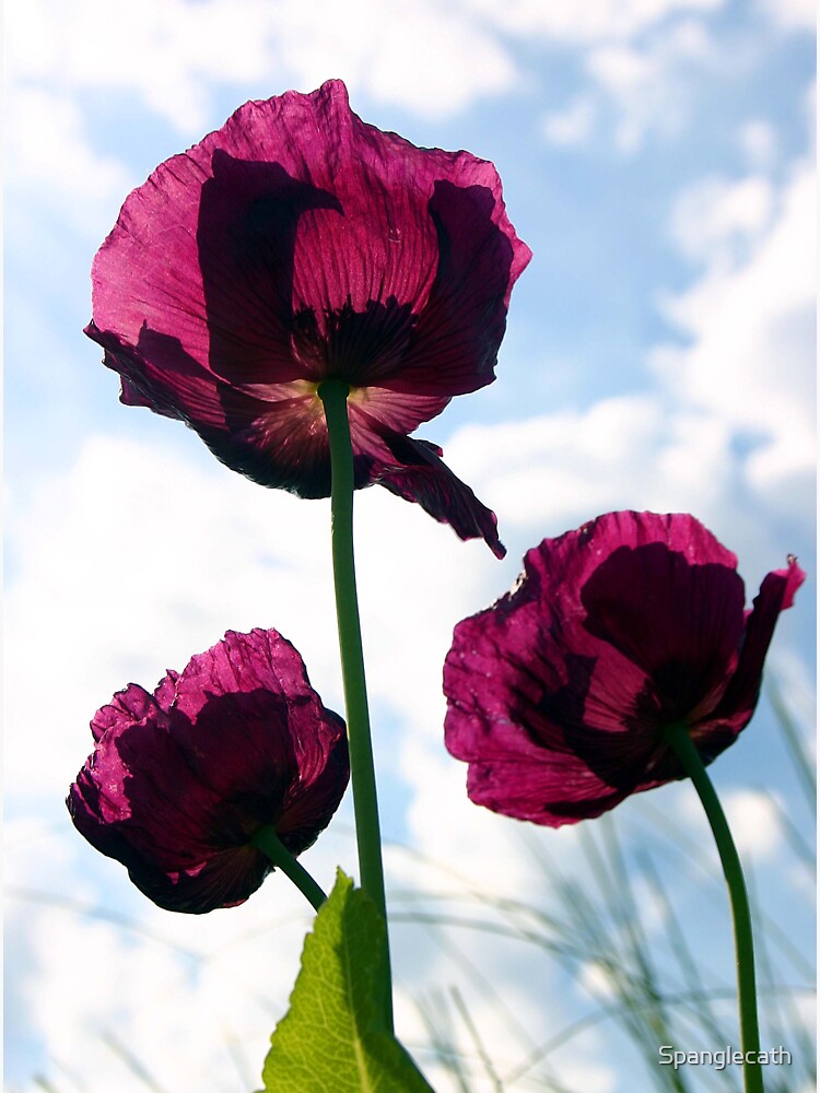 "Purple poppies" Sticker for Sale by Spanglecath | Redbubble