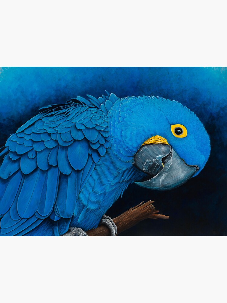 "Blue Hyacinth Macaw Portrait" Sticker for Sale by eeviecuddles | Redbubble