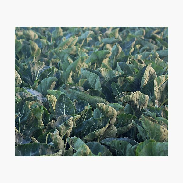 Vegetable Patch Wall Art | Redbubble