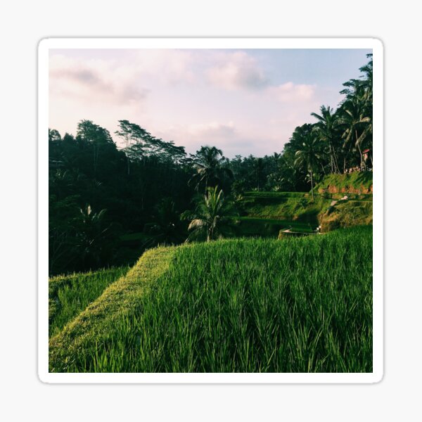 "Copia de Rice Terrace Tegalalang Bali Ubud photography " Sticker for ...