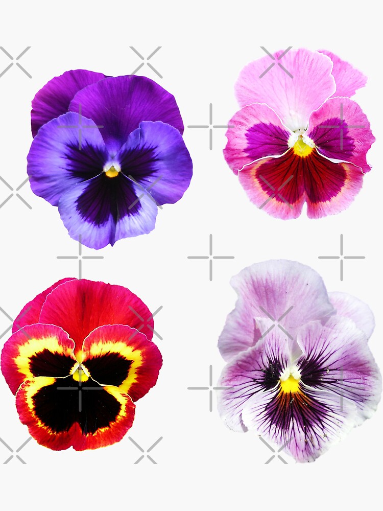 "pansies different colors set 2" Sticker for Sale by promisesarelies ...