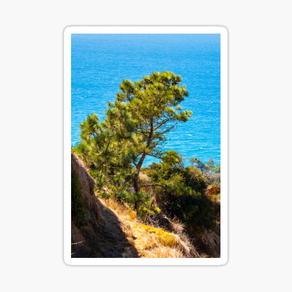 "Pine Trees on Sandstone Cliff" Sticker for Sale by debbieannpowell ...