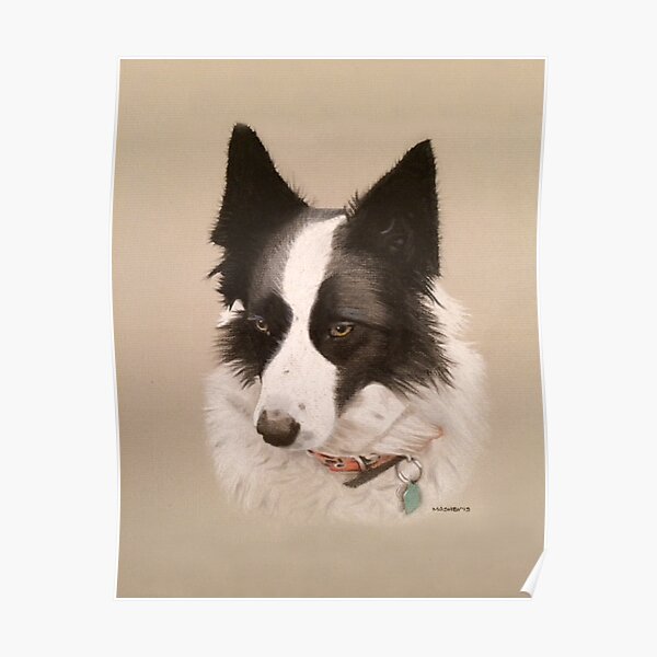 "Mia the stunning Border Collie" Poster for Sale by micheleashby ...