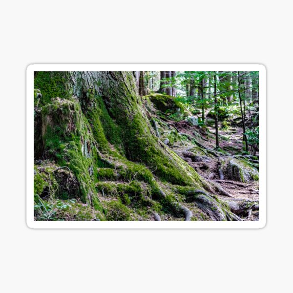 "Trunk Moss" Sticker by debbieannpowell | Redbubble