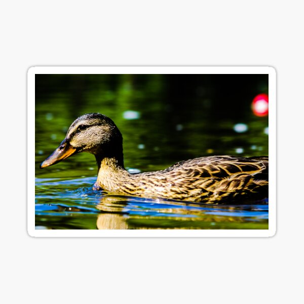 "Quack" Sticker by hsiddons | Redbubble