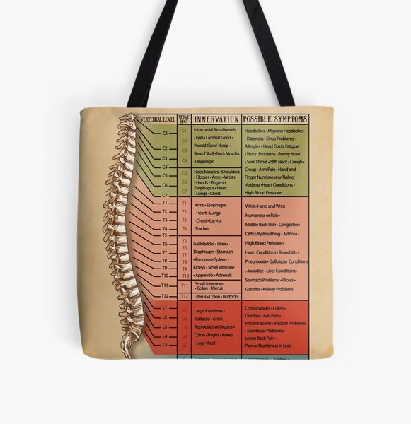 "Spinal Nerve Function Chart, Root Chart, Chiropractic - Osteopathy ...