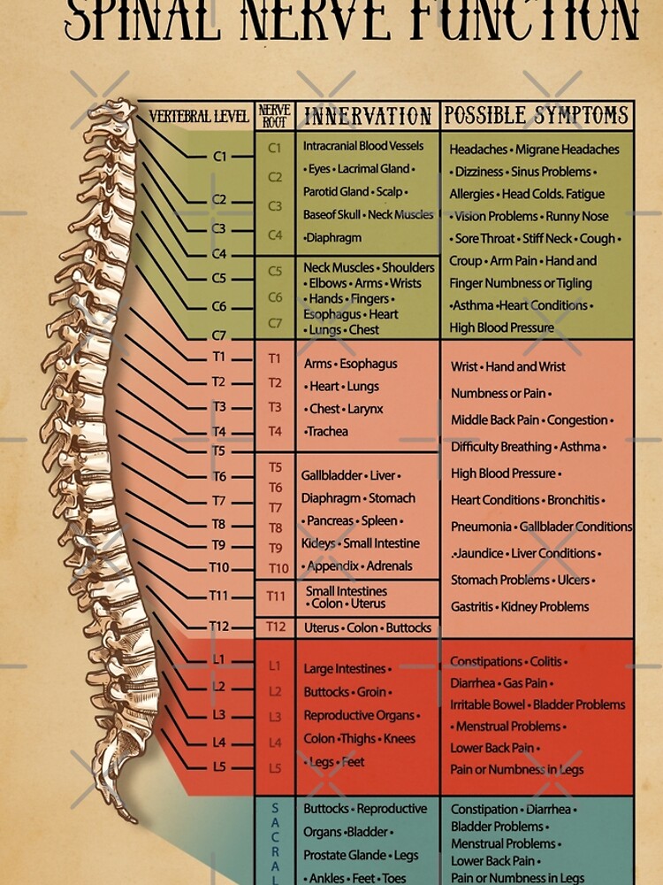 Spinal Nerves Function