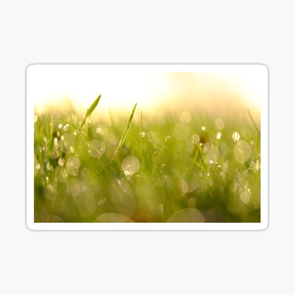 "Morning dew" Sticker by willgudgeon | Redbubble