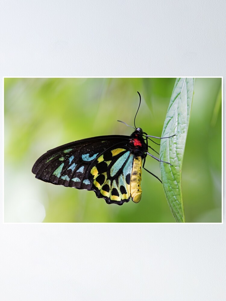 "Cairns Birdwing Butterfly" Poster by WorldDesign | Redbubble