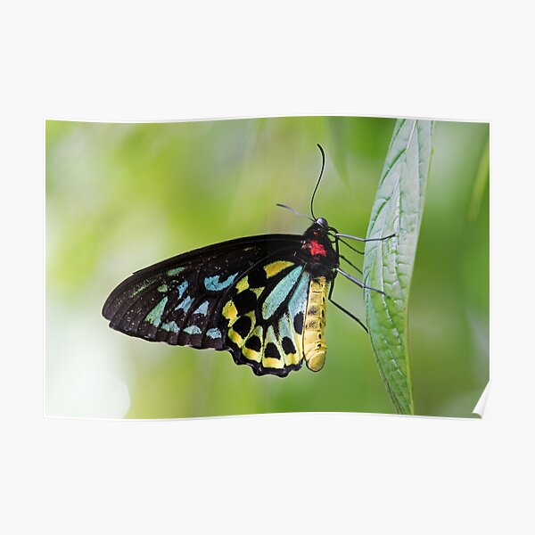 "Cairns Birdwing Butterfly" Poster by WorldDesign | Redbubble