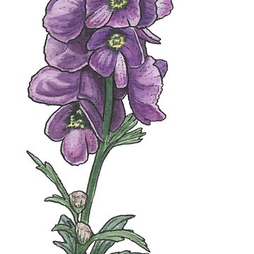 "Chinese wolfsbane botanical drawing" Photographic Print for Sale by ...