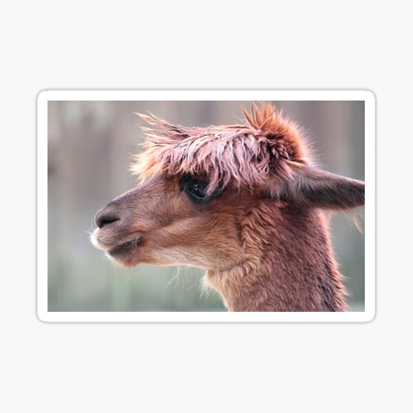 "Adorable alpaca" Sticker for Sale by backyardwonders | Redbubble
