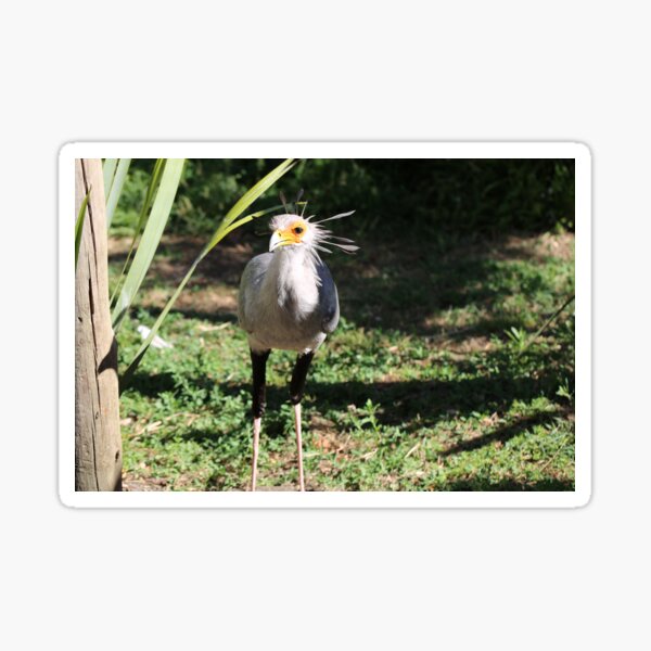 "Secretary Bird" Sticker for Sale by renprovo | Redbubble