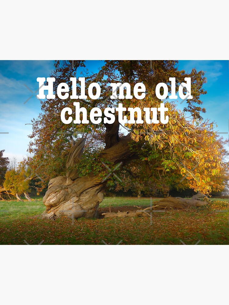 "Hello me old chestnut" Sticker by Papermouse | Redbubble