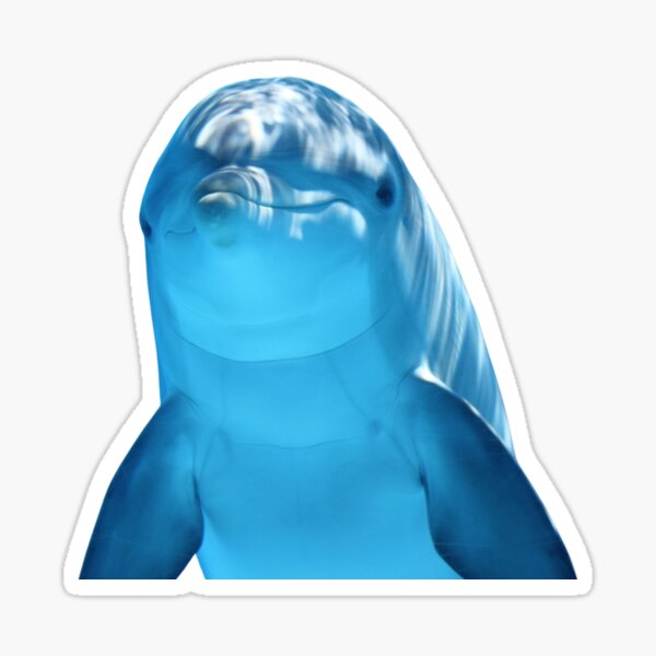 "Cute Funny Real Dolphin Photo " Sticker for Sale by Pandoras-Boxx ...