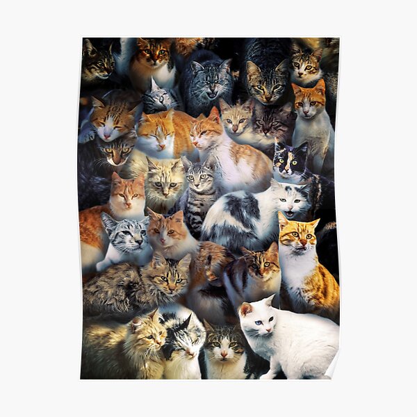 "Stray Cats" Poster by MaxencePierrard | Redbubble