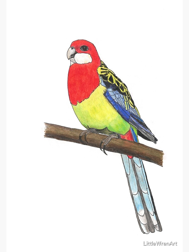 "Eastern Rosella drawing" Art Print for Sale by LittleWrenArt | Redbubble