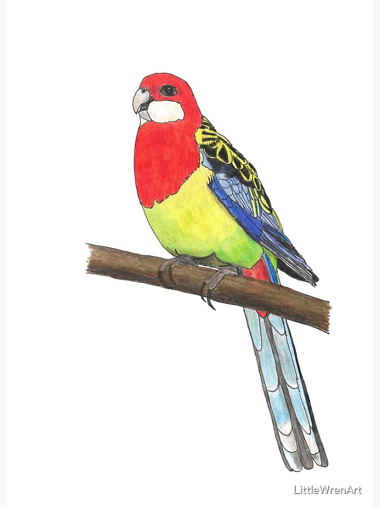 "Eastern Rosella drawing" Art Board Print for Sale by LittleWrenArt ...