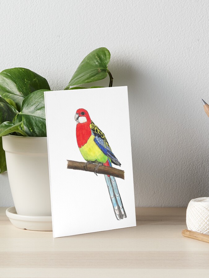 "Eastern Rosella drawing" Art Board Print for Sale by LittleWrenArt ...