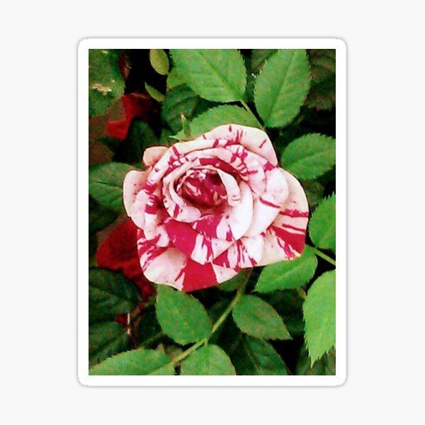 "Bloody White Rose" Sticker by EnticingRose | Redbubble