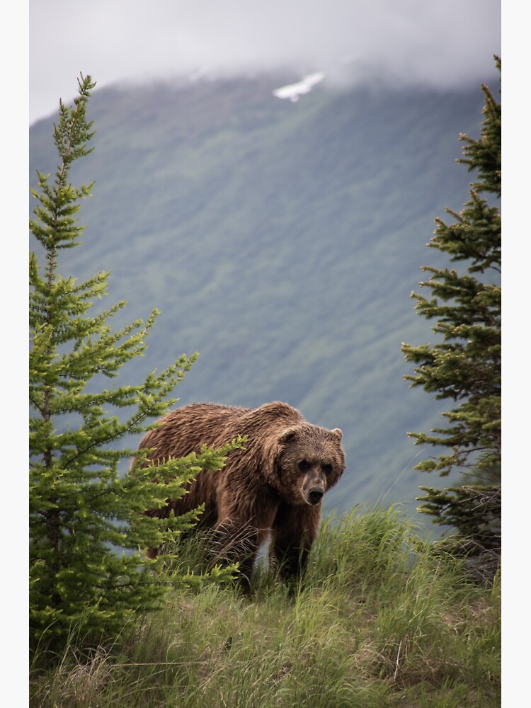 "jangali bhalu" Sticker for Sale by Kcsudhir | Redbubble