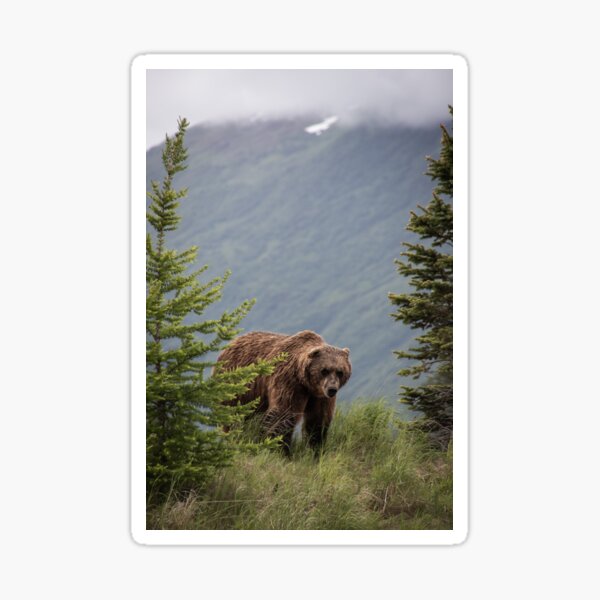 "jangali bhalu" Sticker for Sale by Kcsudhir | Redbubble