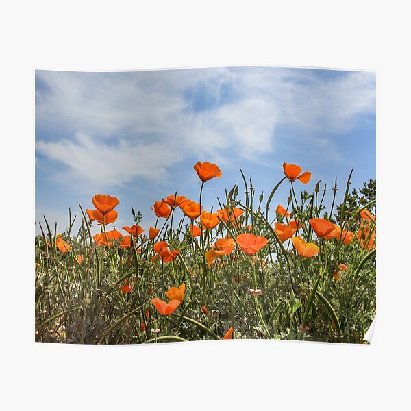 "California Poppy Flowers Plants" Poster for Sale by cool-merch | Redbubble