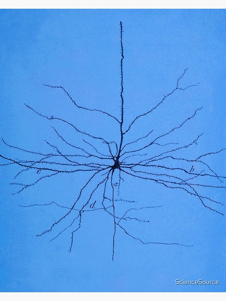 Lámina fotográfica «Célula piramidal en corteza cerebral, Cajal» de ...