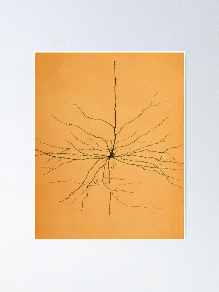"Pyramidal Cell in Cerebral Cortex, Cajal" Poster for Sale by ...