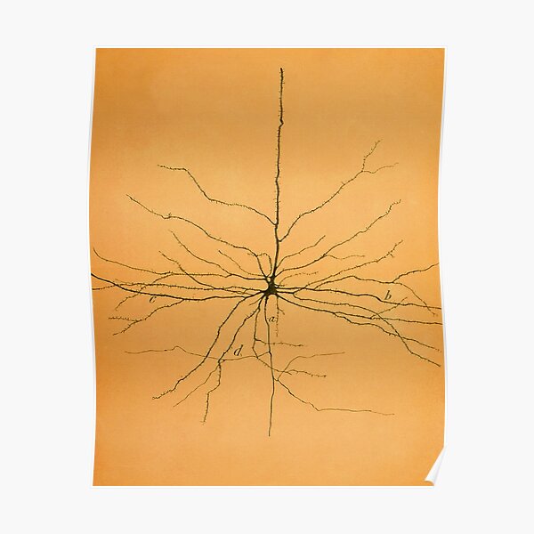"Pyramidal Cell in Cerebral Cortex, Cajal" Poster for Sale by ...