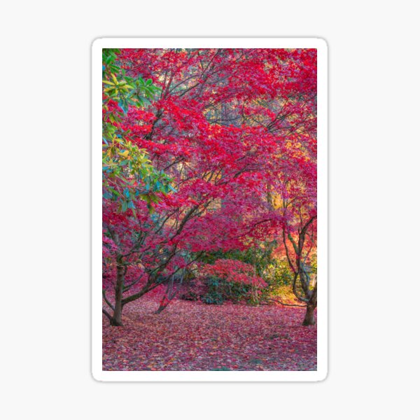 "Bright red Japanese Maple trees" Sticker for Sale by likovacs | Redbubble