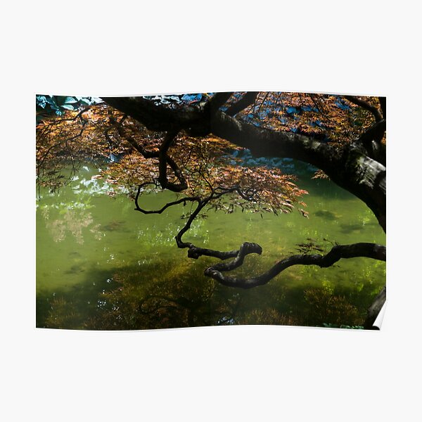 "Twisted - Graceful Japanese Maple Branches Overwater" Poster by ...