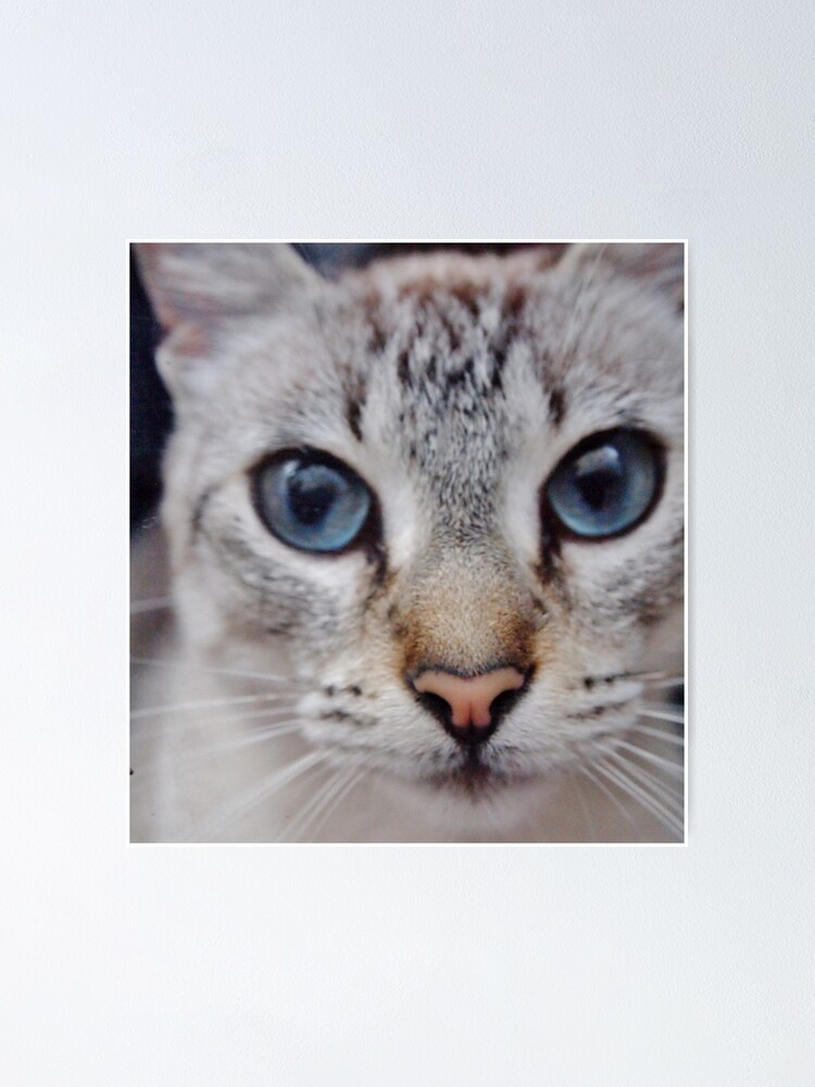 "Hello Blue Eyes - white/grey cat" Poster by BeepBeepArt | Redbubble